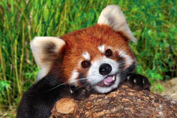 Red Panda - Wild Life Planet