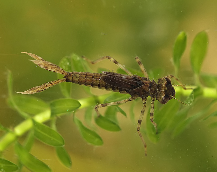 Kent Dragonflies: The Large Red Damselfly Nymph