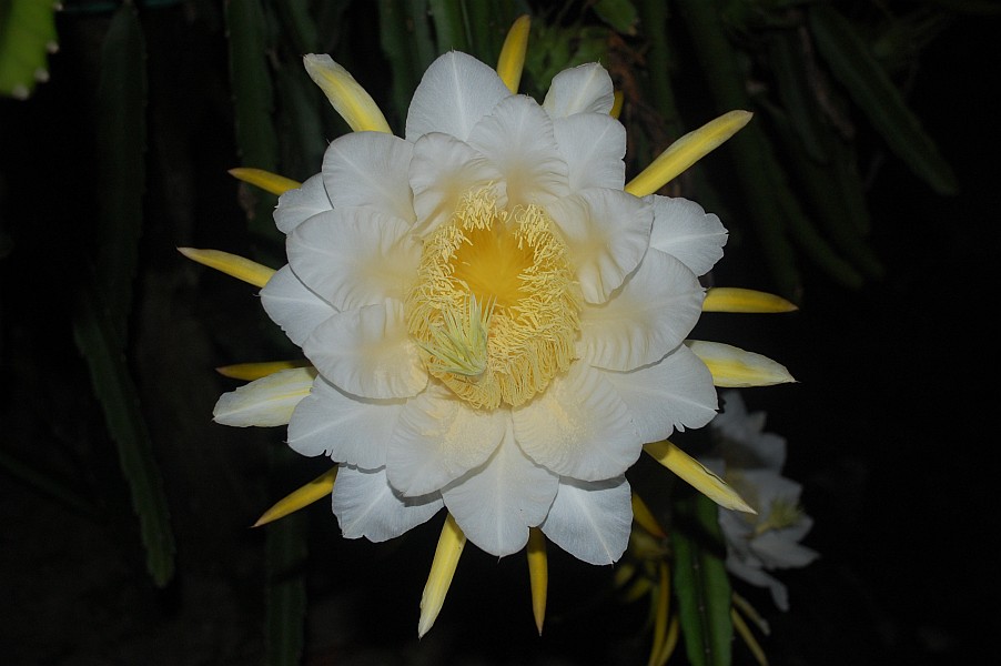 Alam Mengembang Jadi Guru: 10 Bunga Mekar Malam