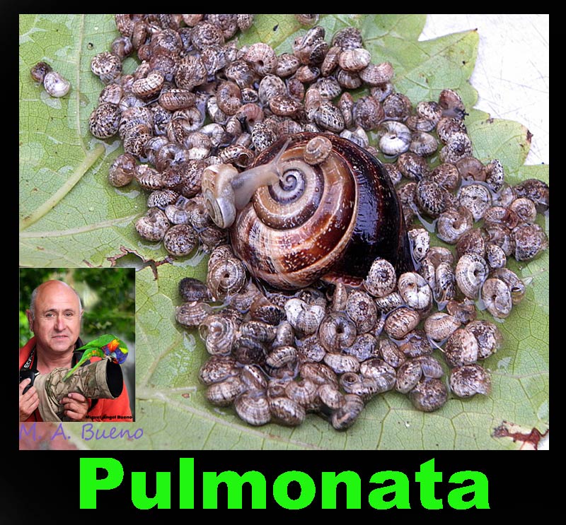 FOTO NATURA HUESCA 2: CARACOL - Pulmonata Cuvier en Blainville, 1814