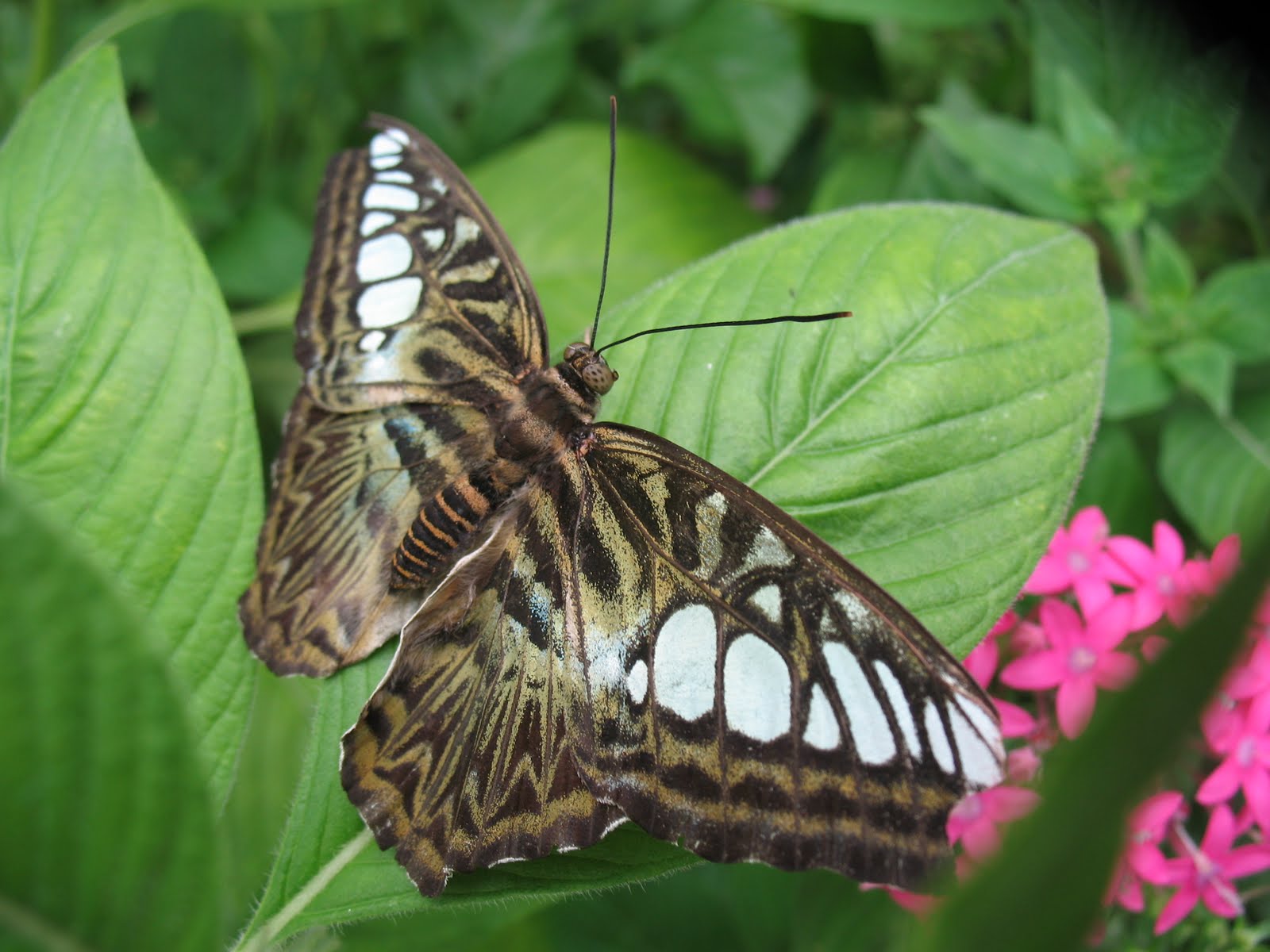 WHS AP Biology 2011: Lepidopteran