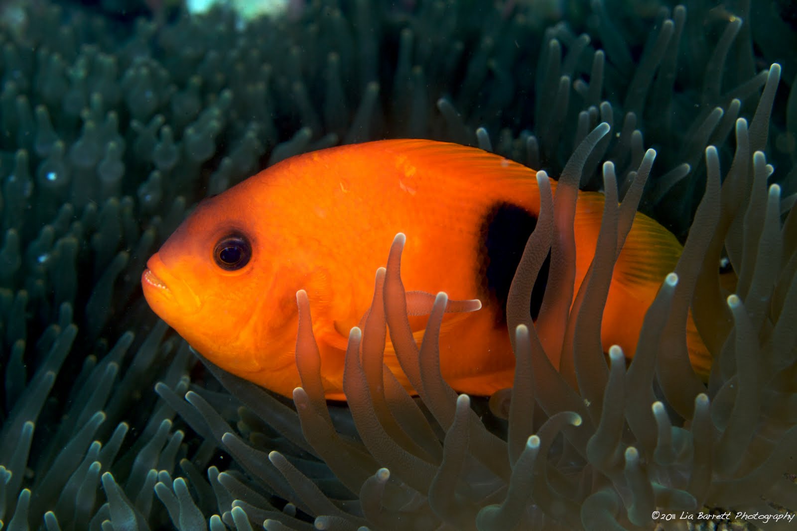 Similan Diving Safaris