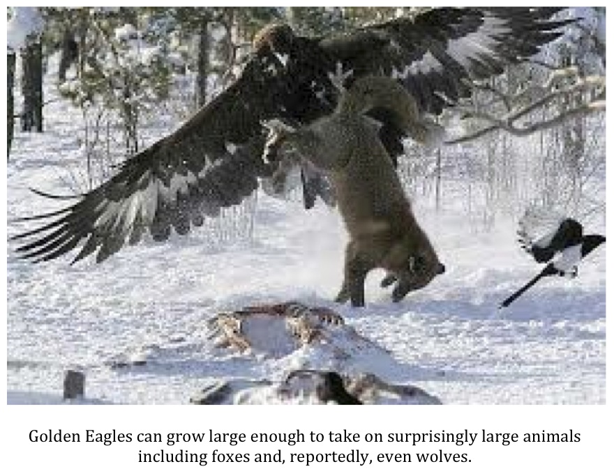 Texas Cryptid Hunter: HUGE Bird Spotted in Temple, TX...By Me