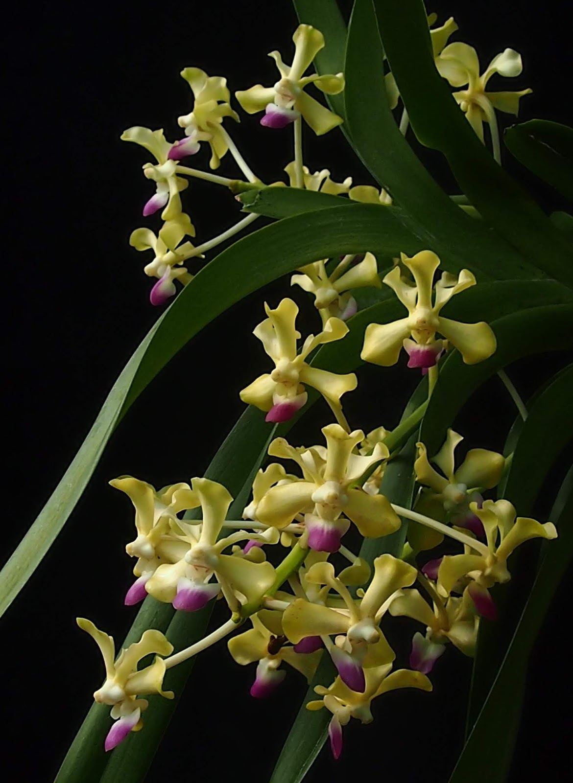 Vanda ustii- the University of Santo Tomas orchid