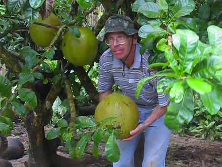 Coité – Crescentia Cujete