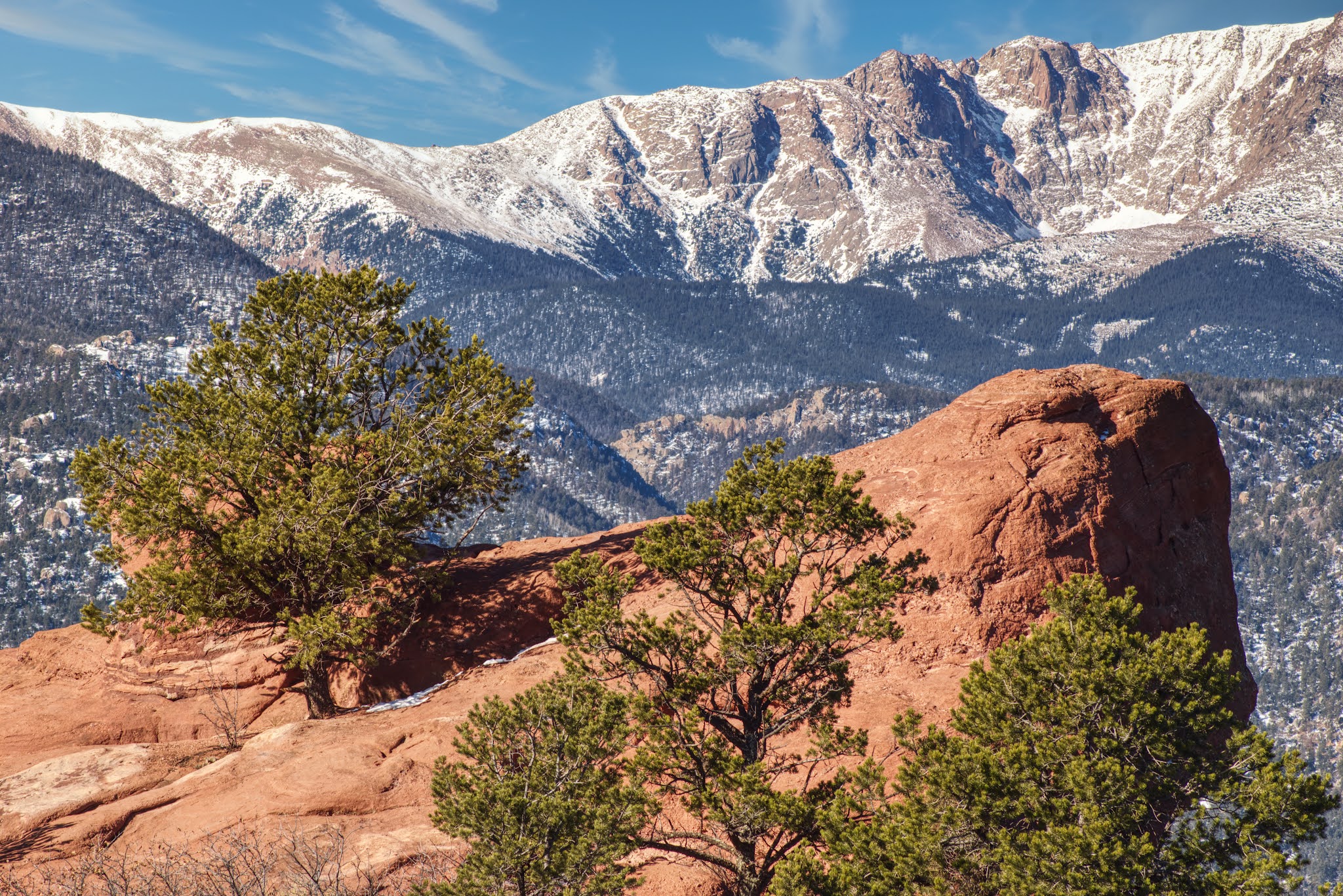 A Second Look at Rocky Mountain Junipers