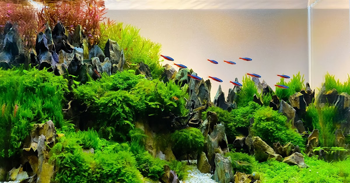 5 Suitable Types of Fish in Aquascape - fish-hobbyist