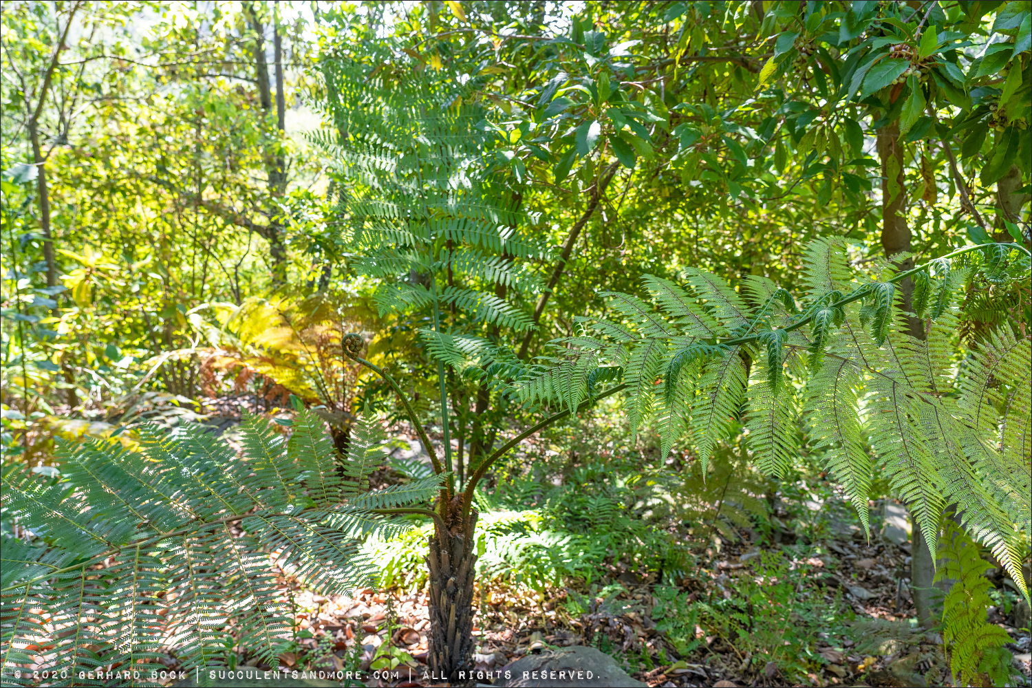 UC Berkeley Botanical Garden, summer 2020: Americas