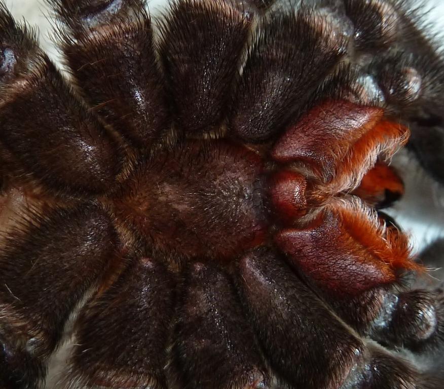 Dave Hubble's ecology spot: Tarantula anatomy III: the appendages