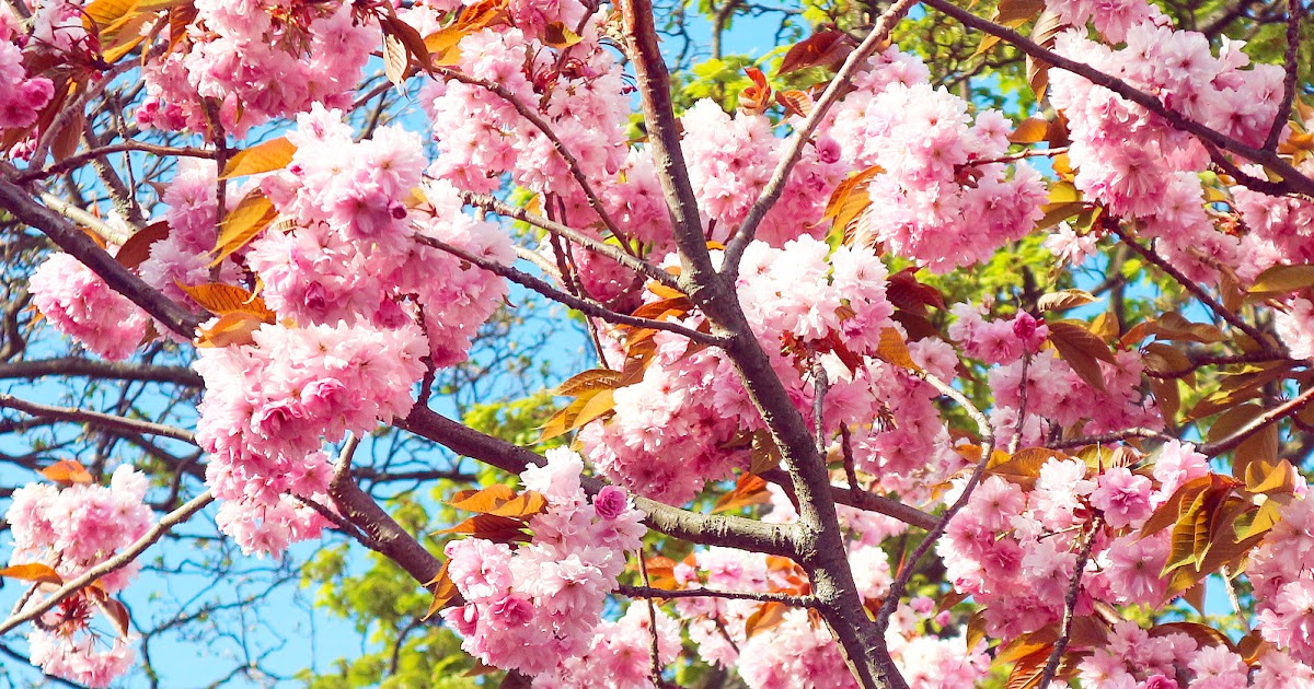 Life In Lockdown: Week 6 | Violet Daffodils