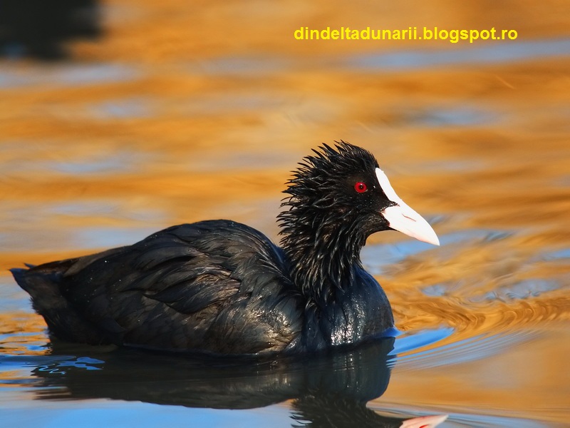 Din Delta Dunării: Delta Dunării – un colț de paradis ( Partea a II a )