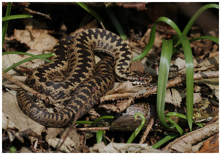 Kent Dragonflies: Addictive Adders!