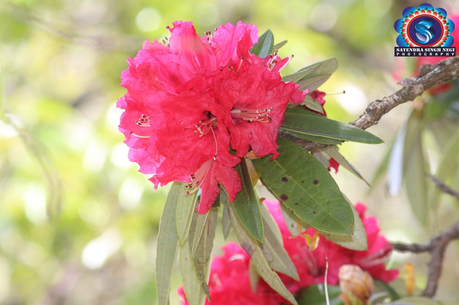 Buransh ( बुराँश )