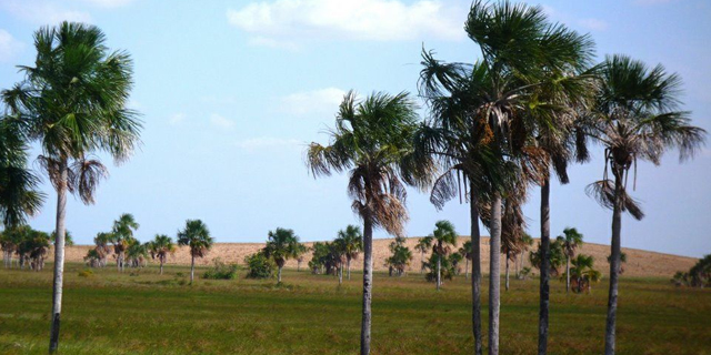 Los morichales son fuente de vida