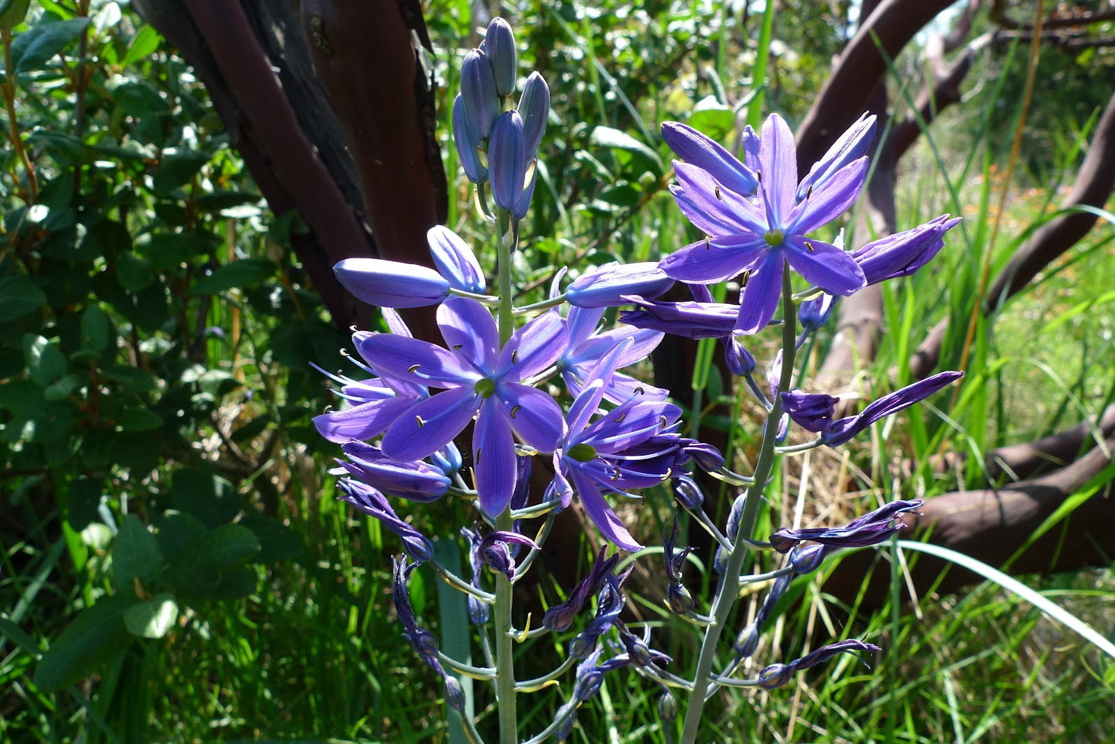 Wild Harvests: May 2012