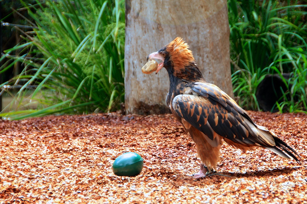 ADVENTURE BEFORE DEMENTIA: CLEVER BIRDS