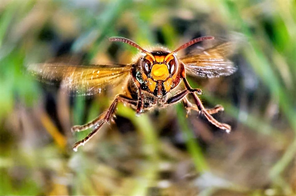 Fieggentrio: Wespen.