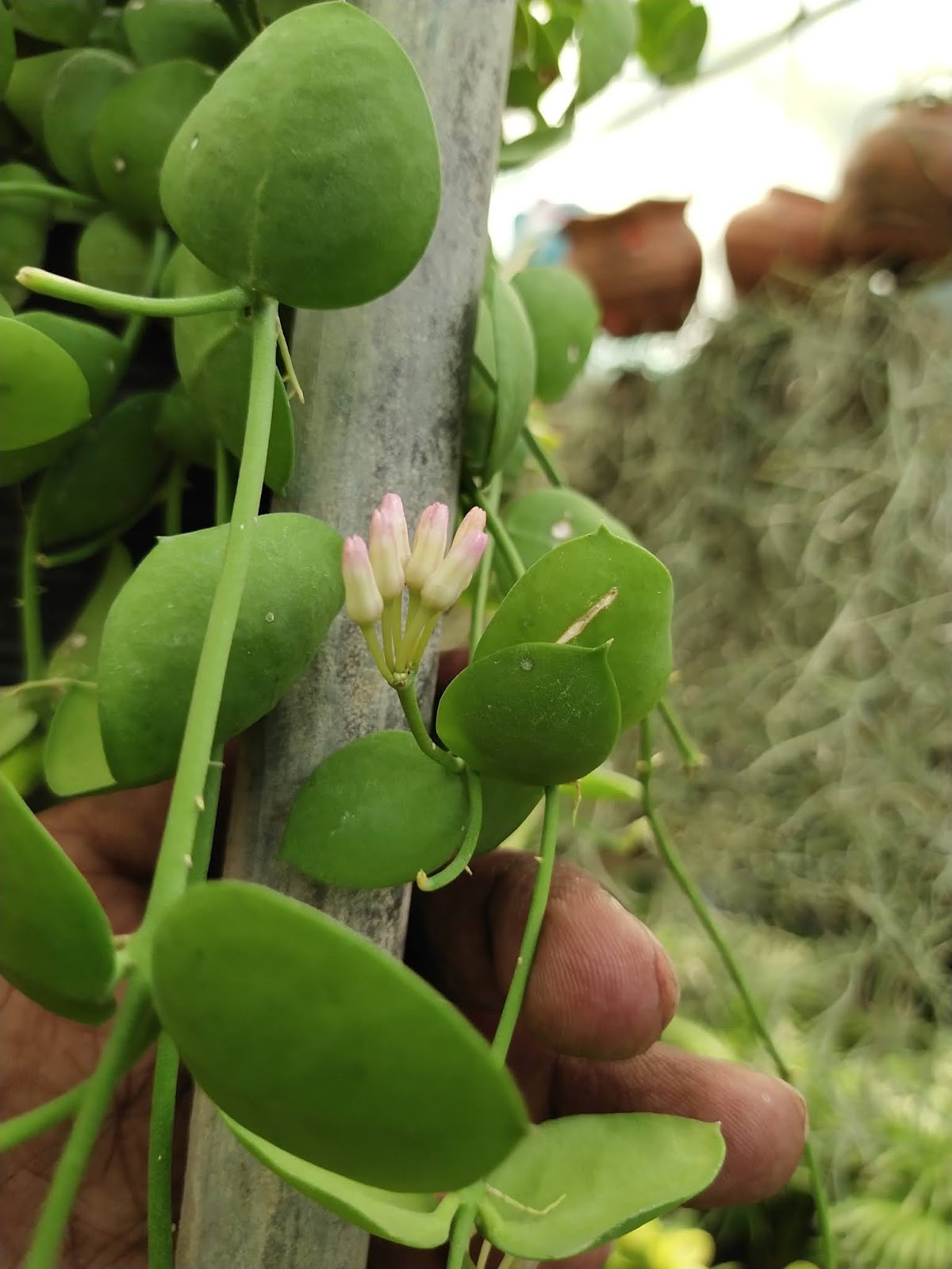 Garden Chronicles of James David: Dischidia imbricata