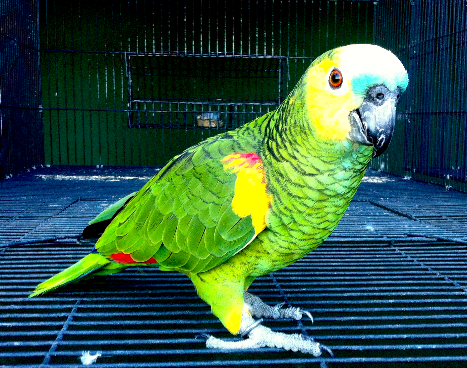 Aves Legais: Papagaio-verdadeiro