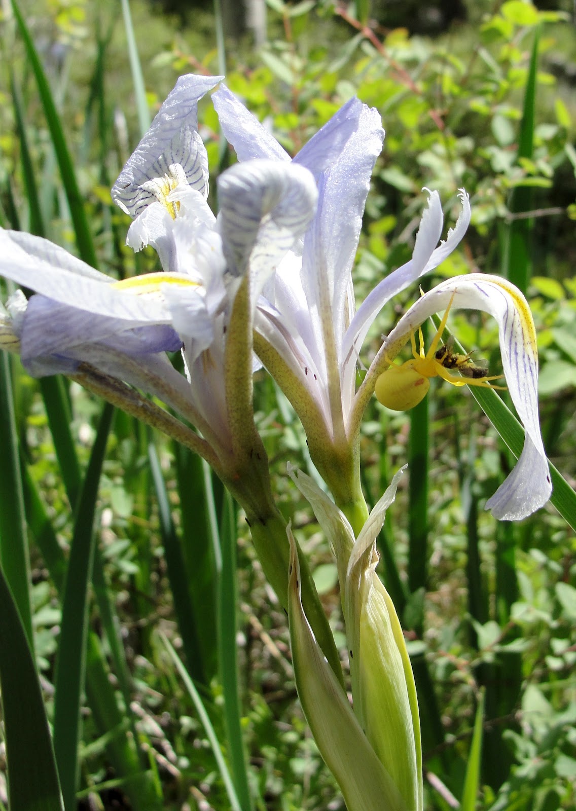 Janie and Steve, Utah Trails: Living on Wildflowers