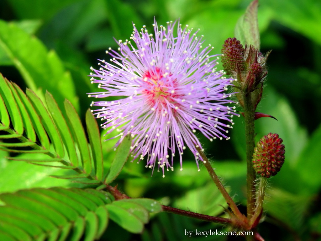 Khasiat Bunga Putri Malu - materi makan buah dan sayur
