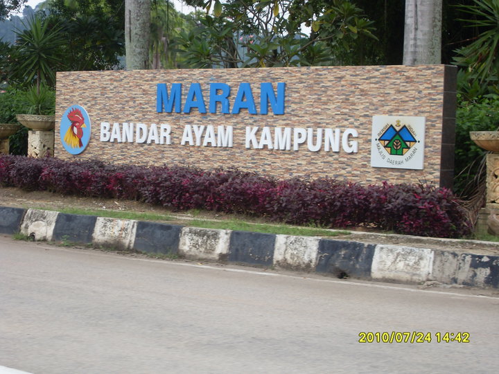 Jolokan ikon kurang menjadi- Maran bandar ayam kampung