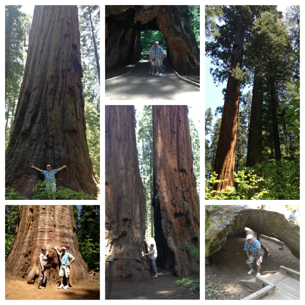 Our New Sunrise: Our Visit to Some Very Big Trees