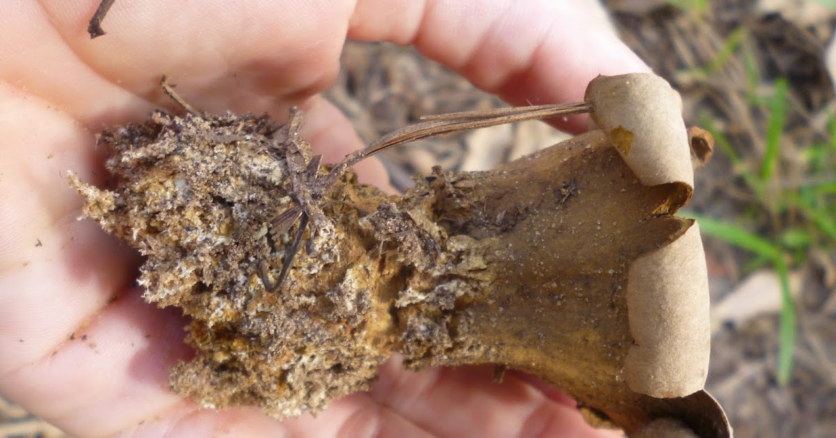 Árvores e Fungos: [Fungos] Espécie: Scleroderma geaster