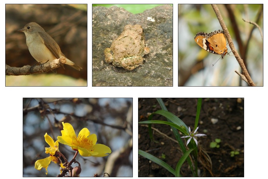 FORREST NGO: Bhamburda Forest Garden