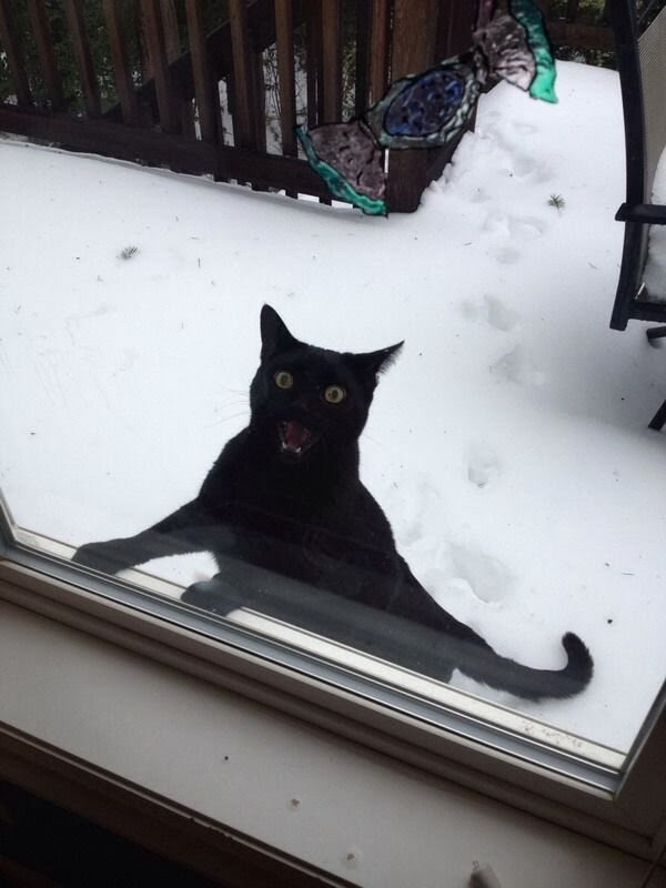 Funny cats - part 90 (40 pics + 10 gifs) | Amazing Creatures