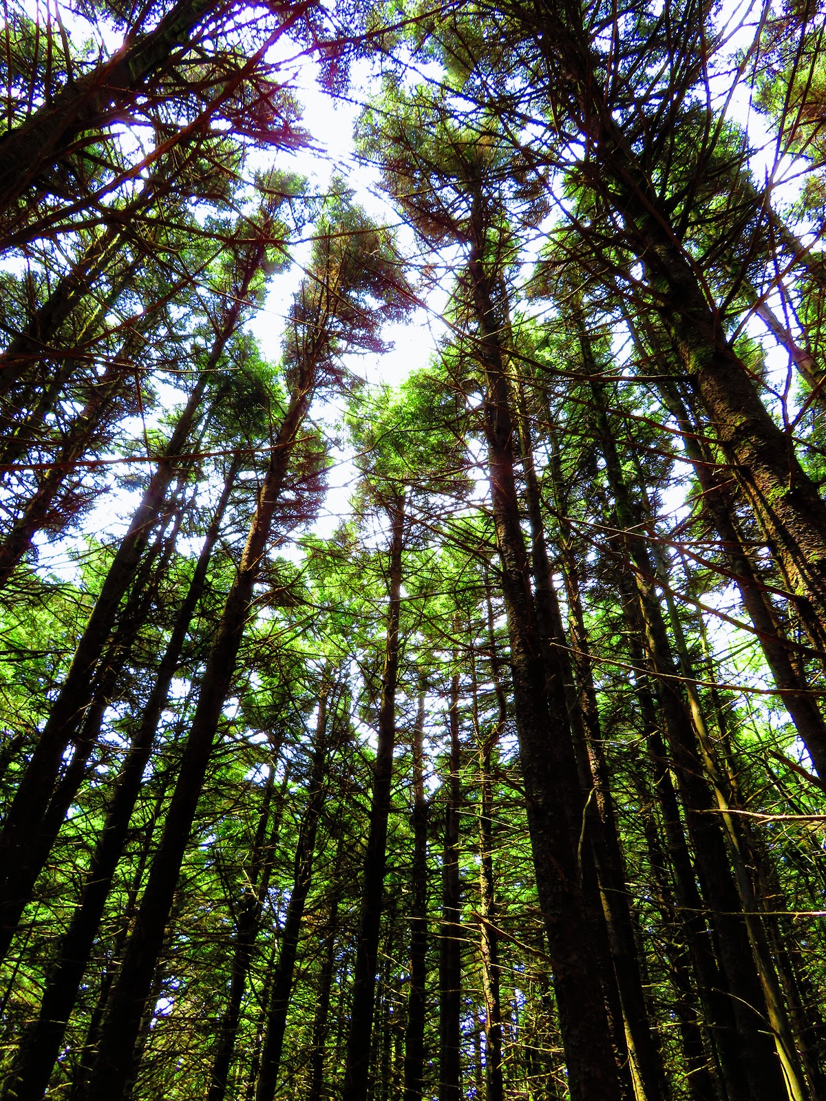 Tales From The Wood Booger: The Emerald Forest, Beauty Spot & Rock ...