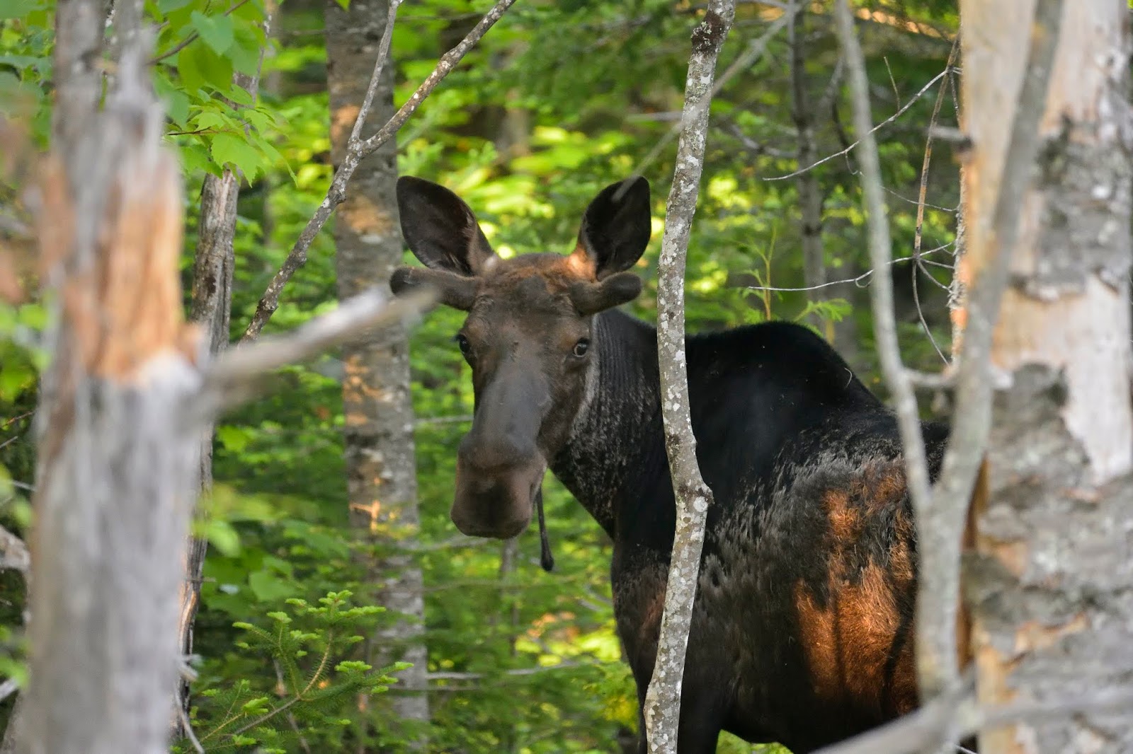 Katahdin, The Maine North Woods and Florida: Maine Moose an Canadian Geese