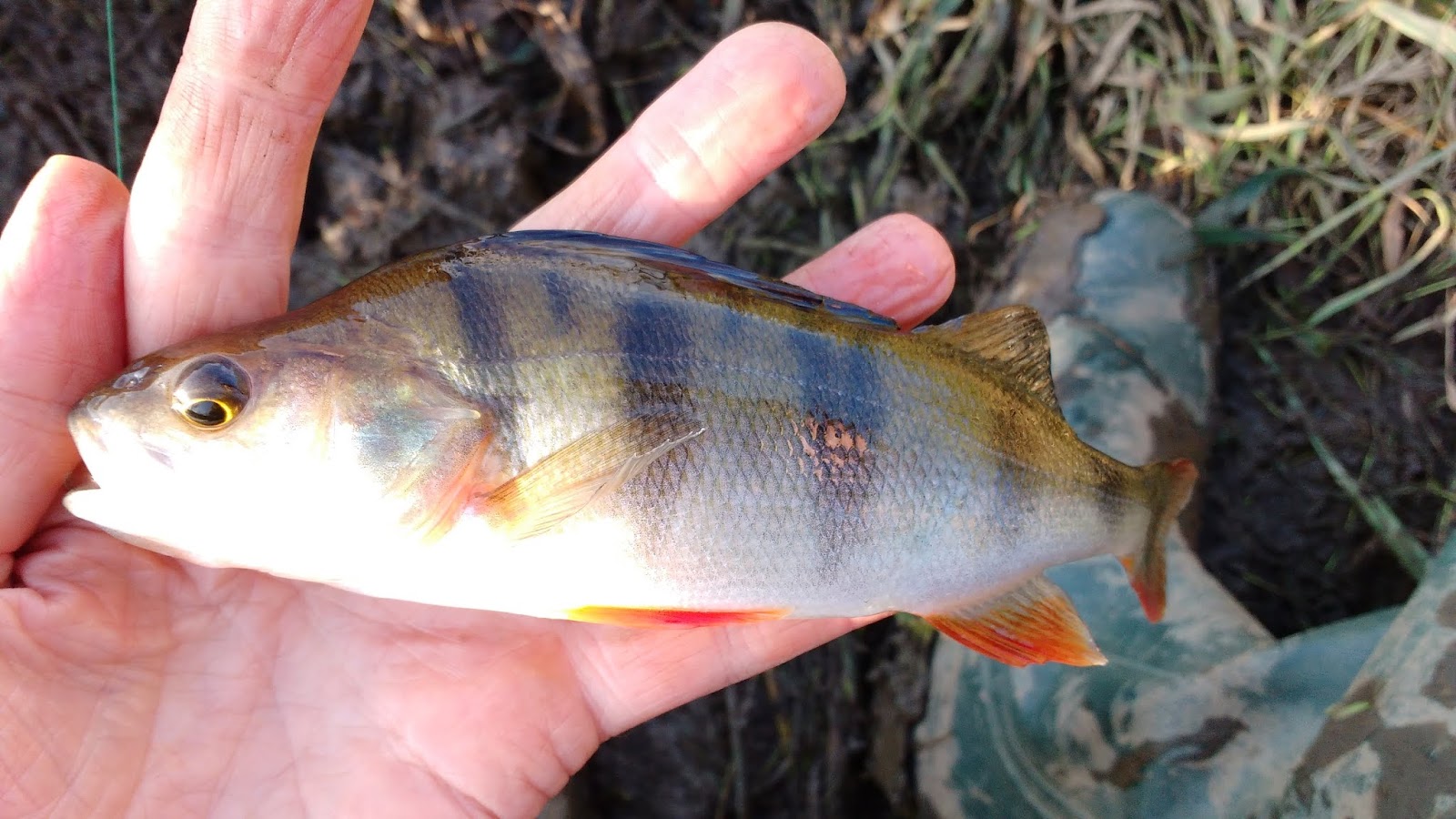 Jorvik Angler: The Ure - Part Deux