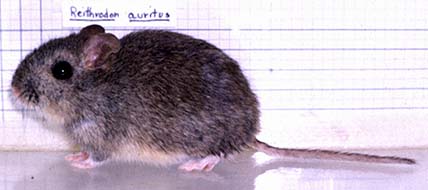 Argentina nativa: Rata conejo (Reithrodon auritus)
