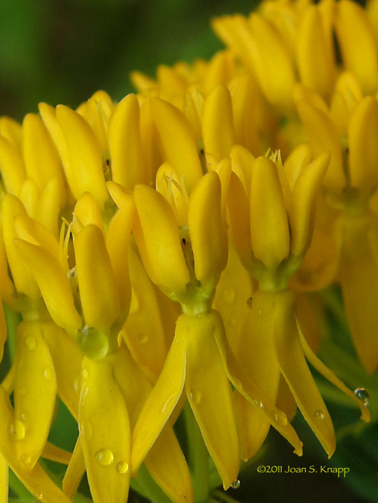Anybody Seen My Focus?: Butterfly Milkweed (Asclepias tuberosa): Yellow ...