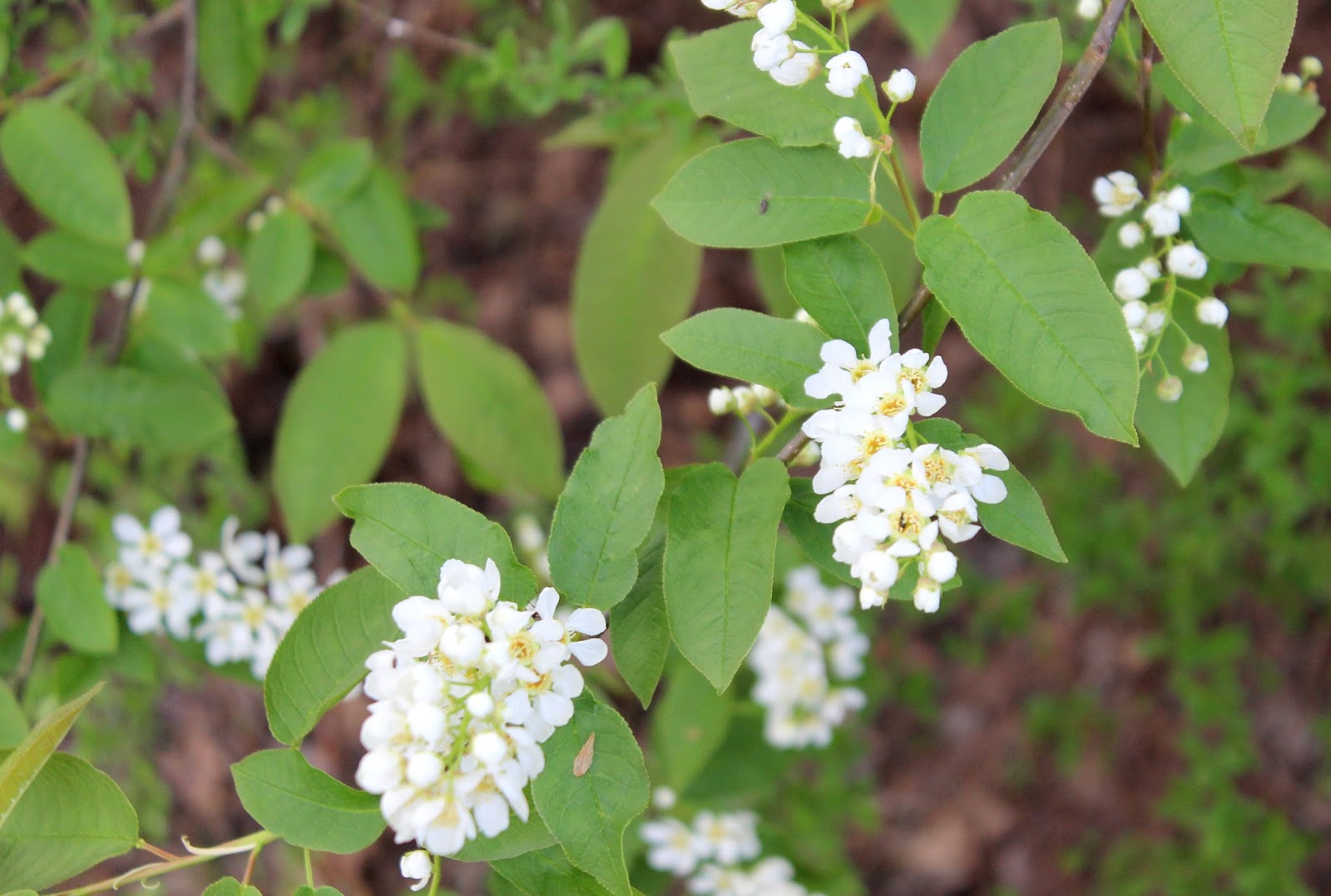 Vinttikissa: Kesän iloja
