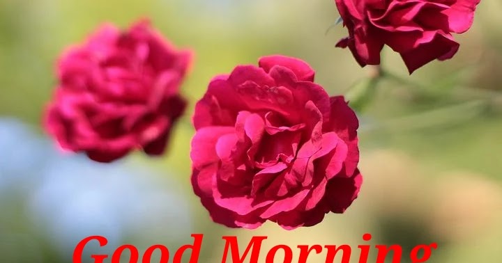 Top 10 Good Morning Ji Images greeting Pictures,Photos for Whatsapp ...