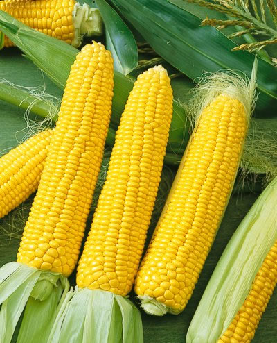 Growing Good Corn