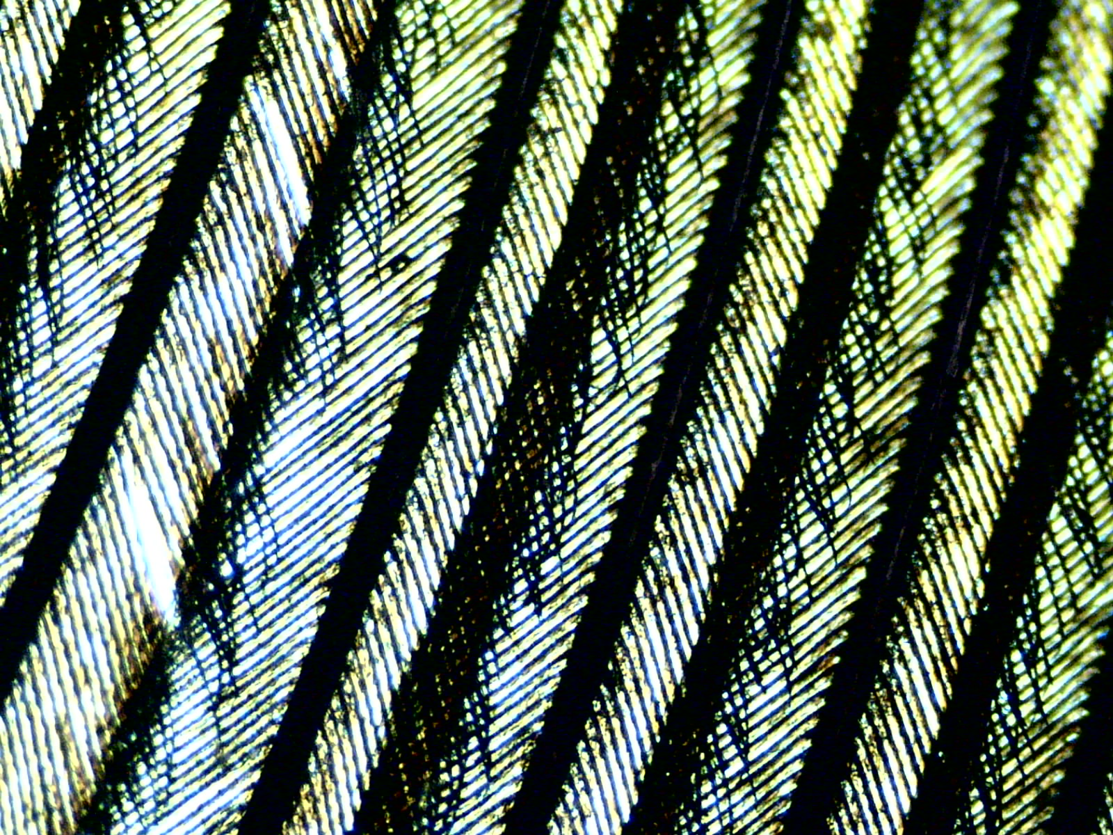 Simple Things Nature Notebook: Microscopes: Stereo vs. Compound