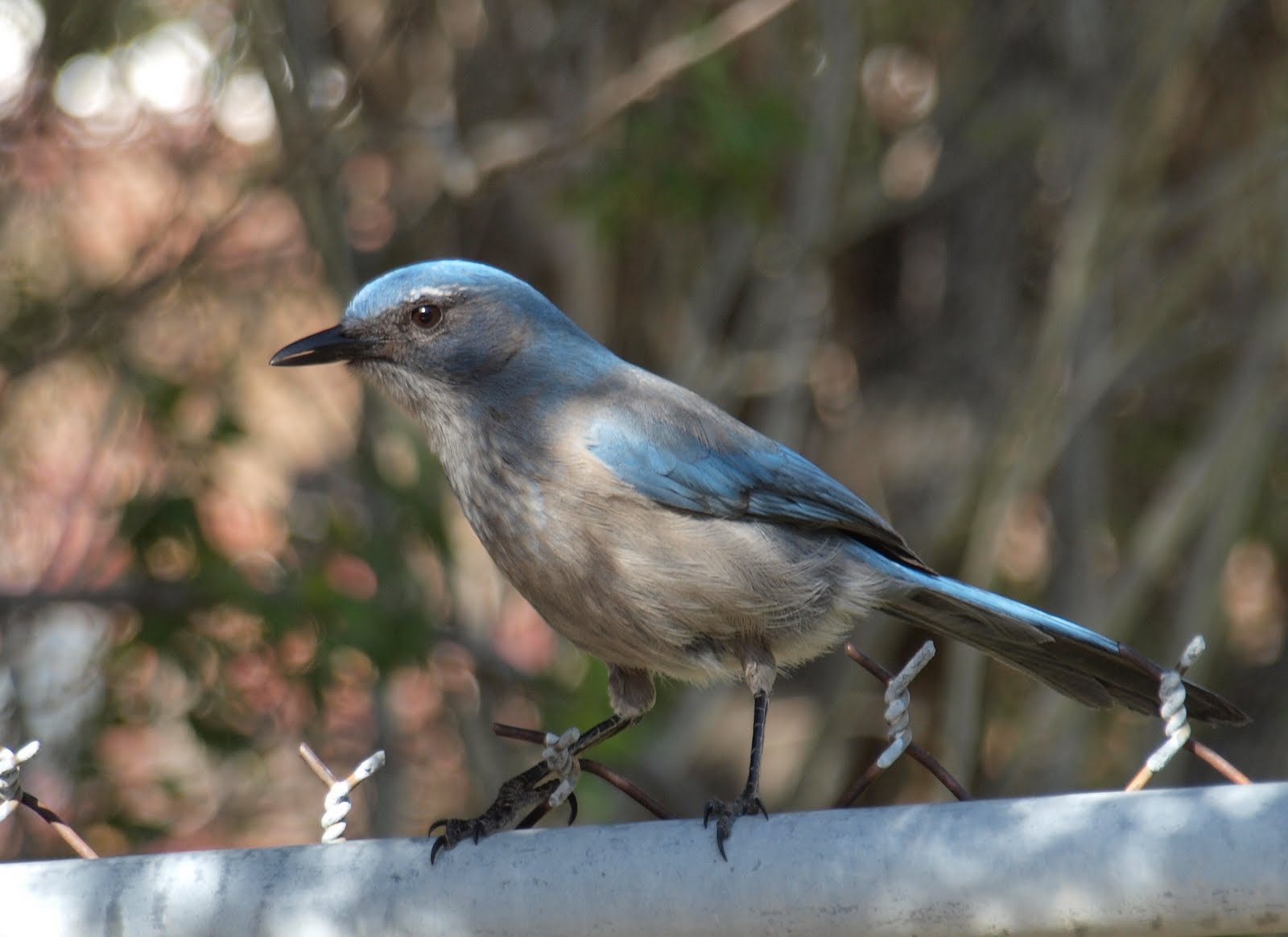 Birding Is Fun!: Backyard Scrubbies
