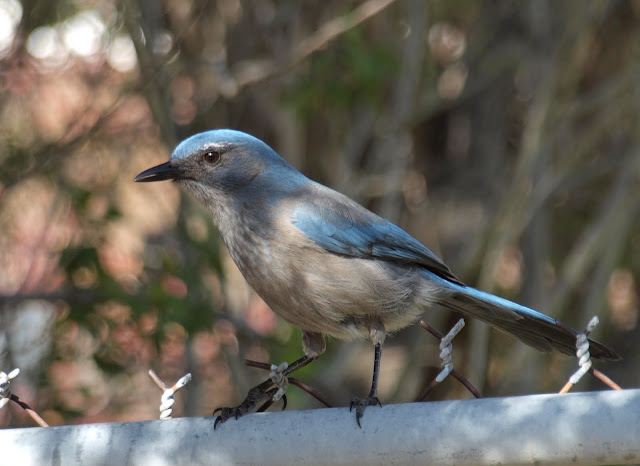 Birding Is Fun!: Backyard Scrubbies