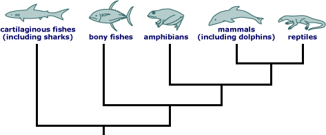 Herelution: Homologous and Analogous Traits