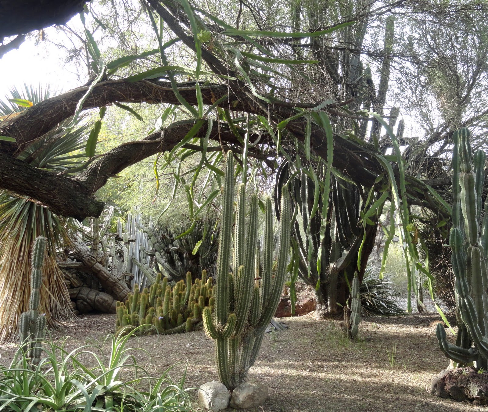 danger garden: Jungle cactus, my latest obsession