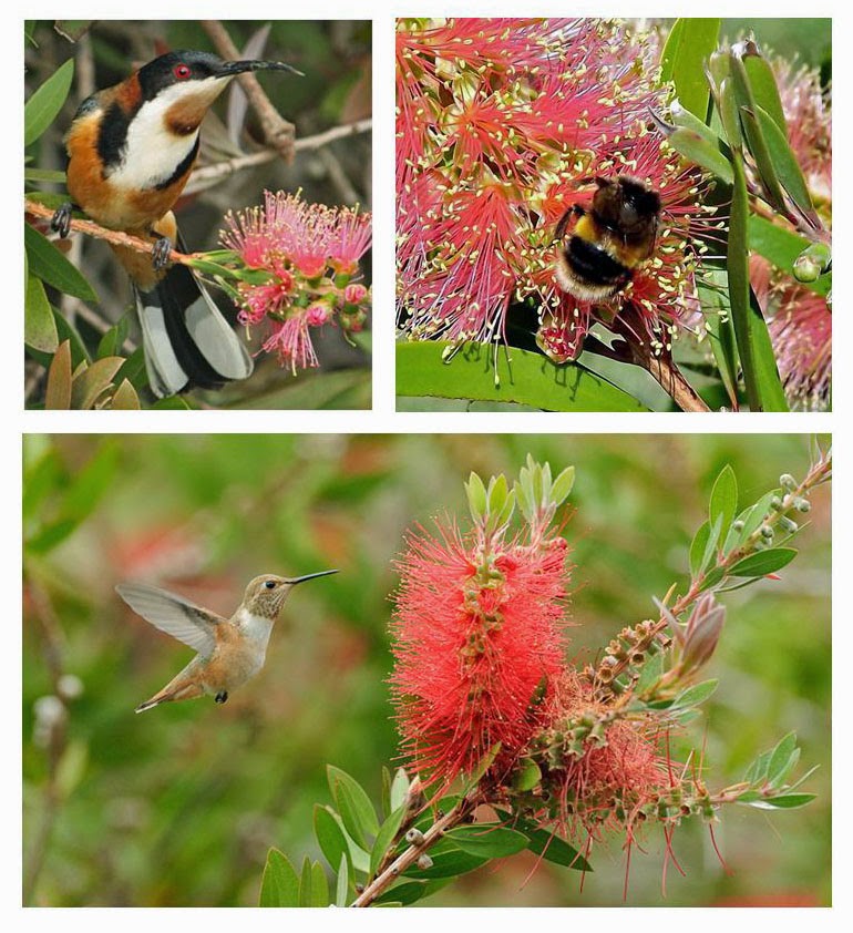 A Passion for Flowers: Callistemon – The True Bottlebrushes