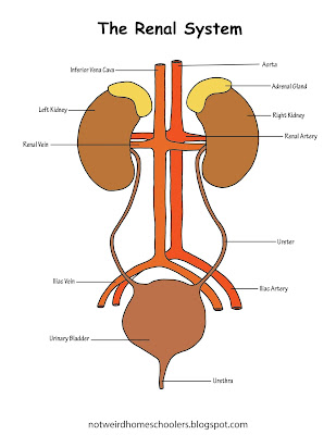 FREE HOMESCHOOLING RESOURCE!!! The Renal System Printable Worksheets