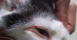 Clamidia pada Kucing