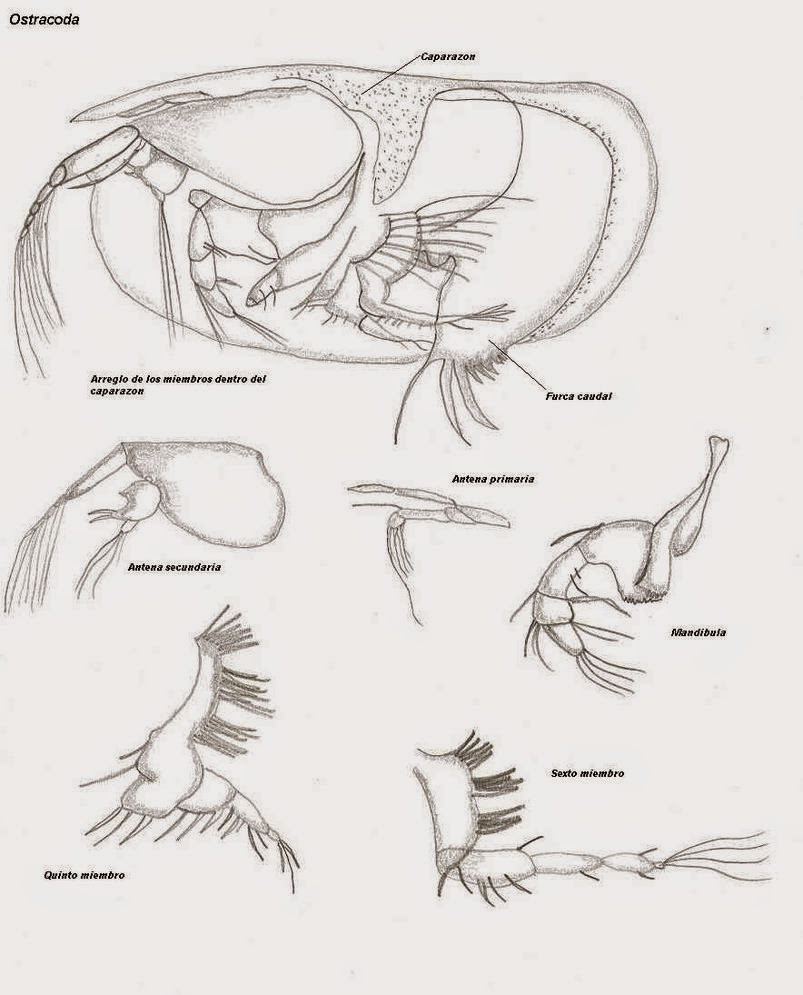 Palaeos, la historia de la Vida en la Tierra: 2014