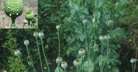 Poppy capsule (Yingsuqiao)-Papaver somniferum- Pericarpium Papaveris