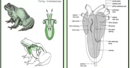 The circulatory system of frogs