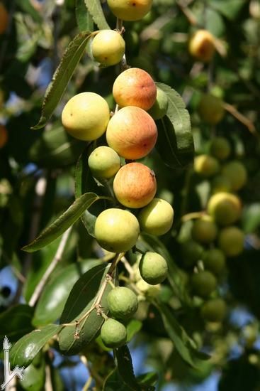 What is the Sidr plant